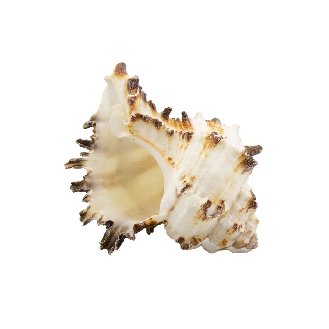 Murex Endiva Exotic Sea Shells - 2"-4" Each - Seashells - Ocean ...