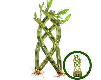 Live Braided Lucky Bamboo Arrangement With Colorful Ceramic Pot ...
