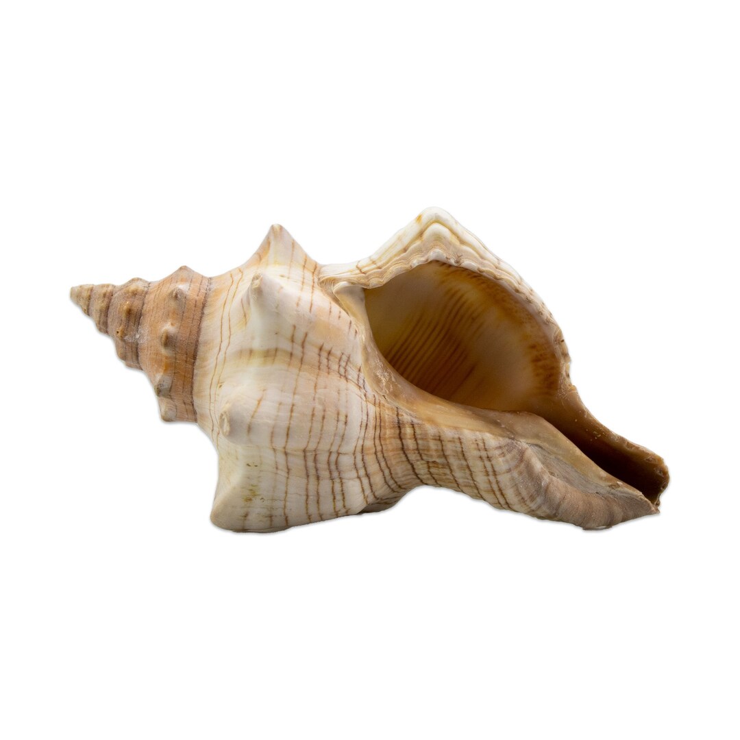 Horse Conch Exotic Seashell 4-5" - Home Décor Shells - Beach House ...