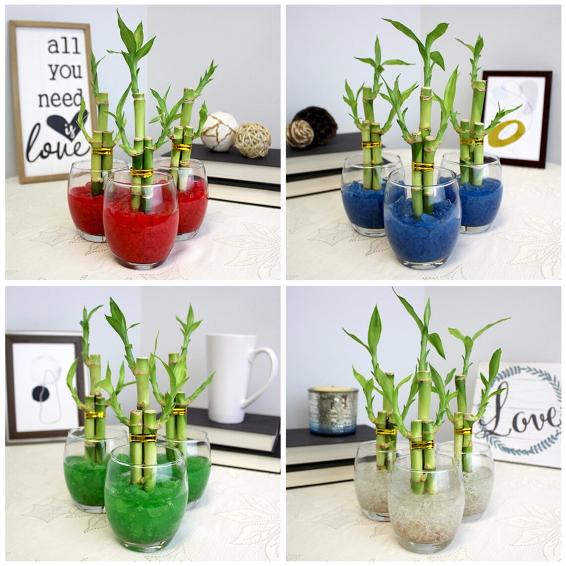 Lucky Bamboo Terrarium Kit Set of 3 Arrangements in Glass | Etsy