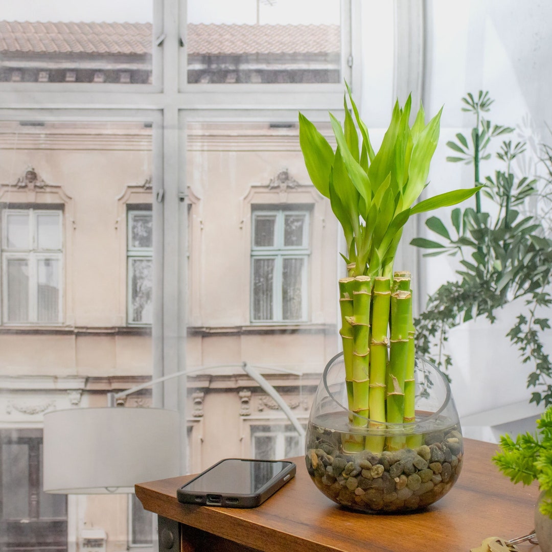 6 Straight Lucky Bamboo Stalks With Clear Slanted Glass Bowl Live ...