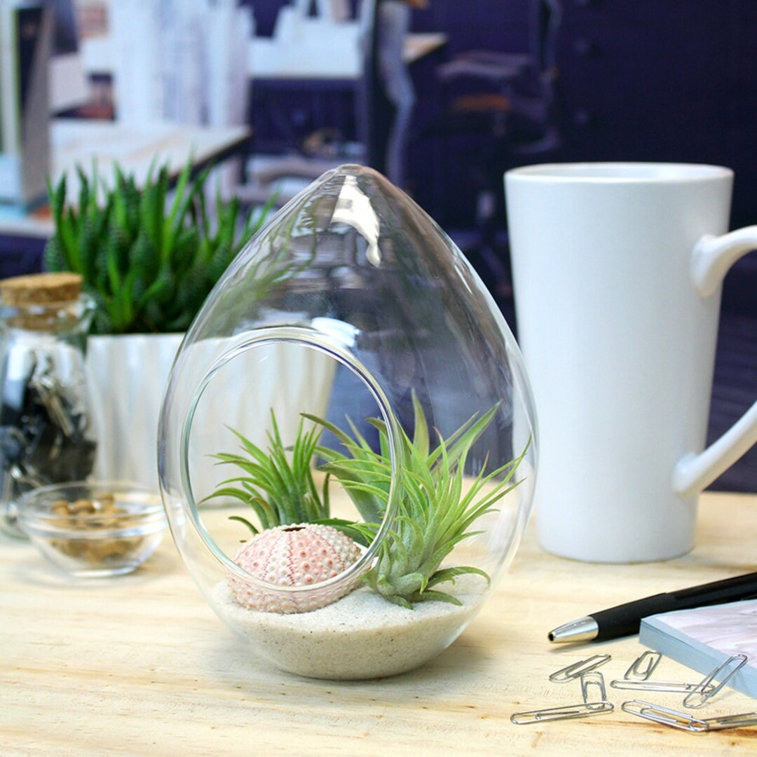 Glass Teardrop Terrarium Kit With 3 Live Air Plants | Beach-themed ...