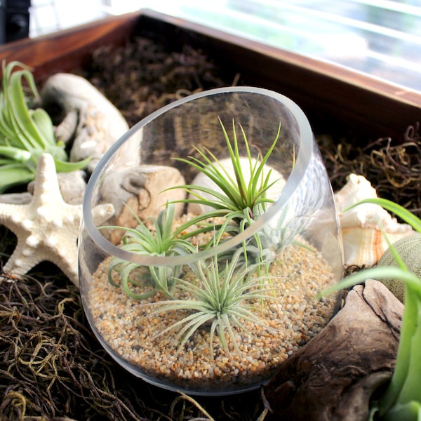 Desktop Terrarium - Etsy