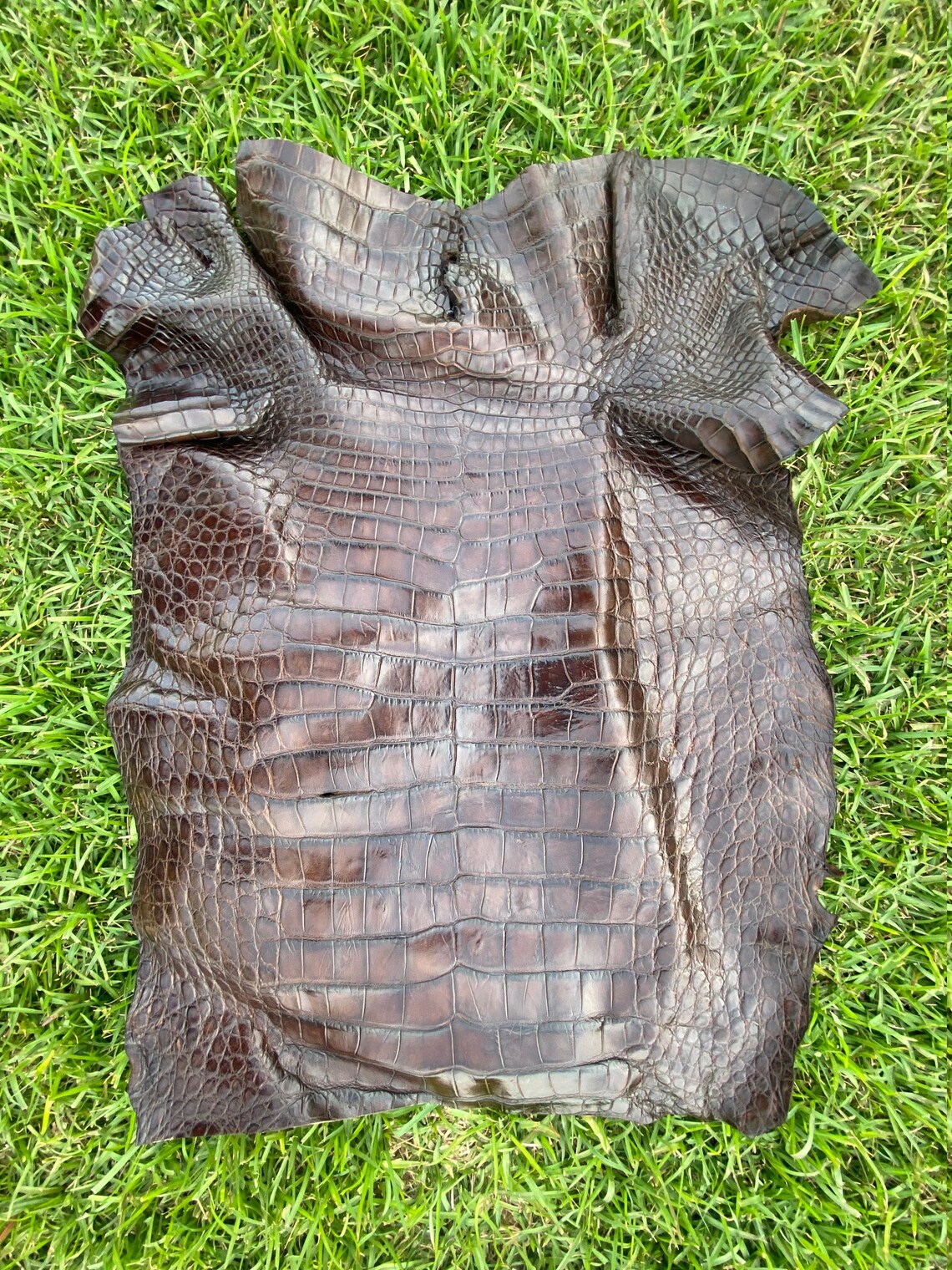 Alligator Skin | Etsy