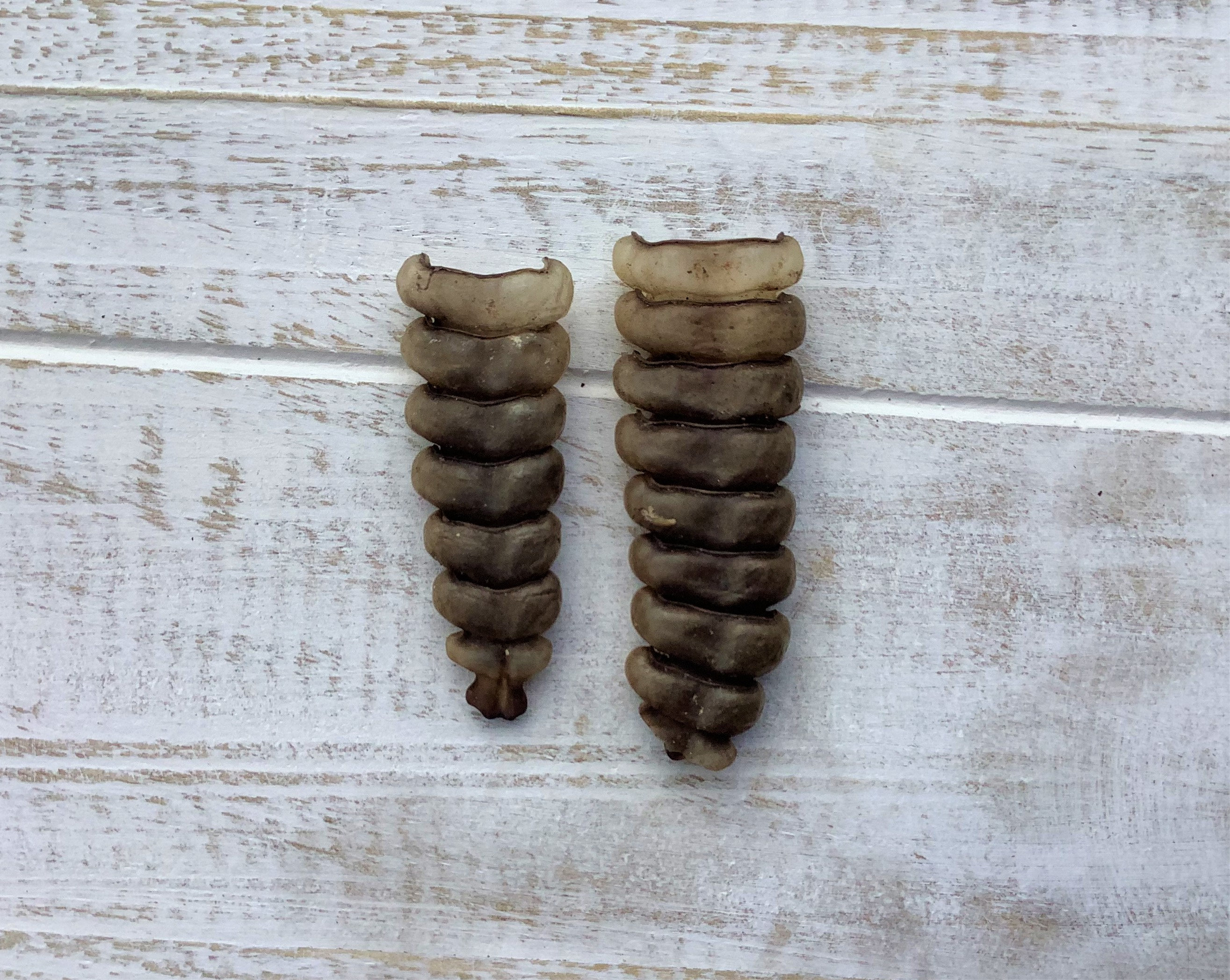 Rattlesnake Rattle - Etsy