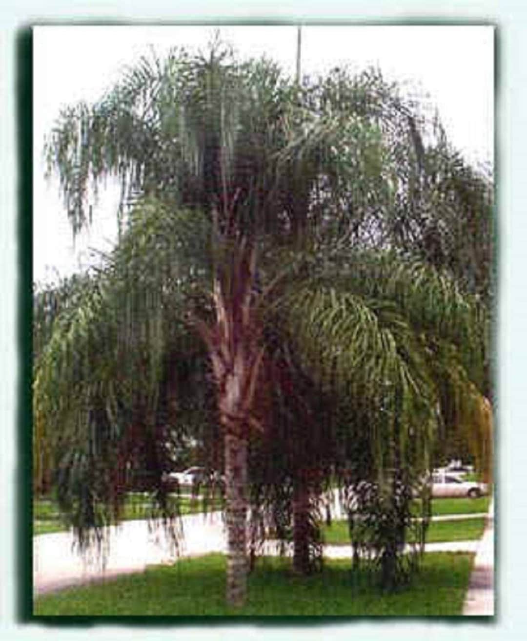 Tropical Queen Palm Tree (cocos Plumosa Coco Syagrus Romanzoffiana) 50 ...