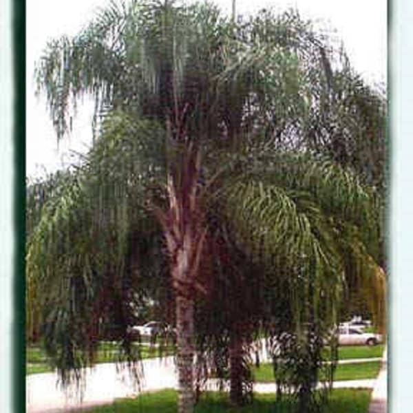 Queen Palm Seeds - Etsy