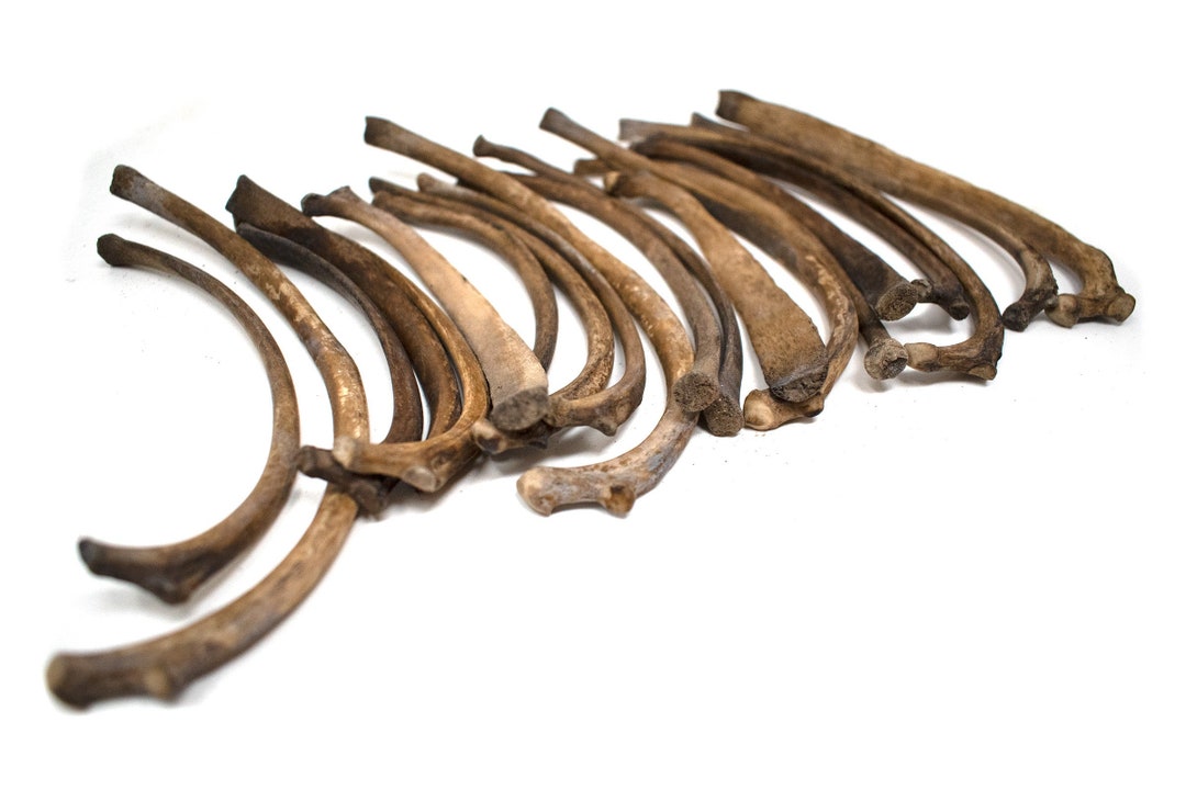 Gray Wolf Rib Bone - Etsy