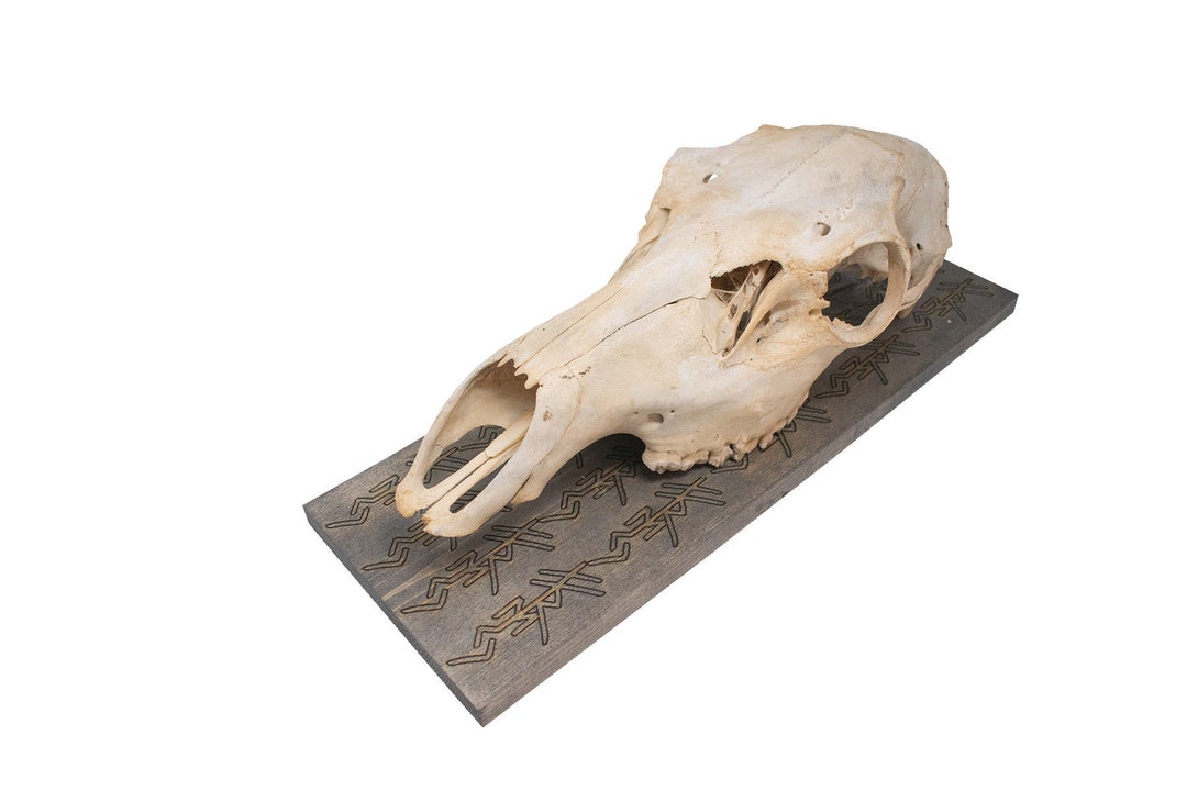 Freya Bindrune Elk Skull Hanger - Etsy