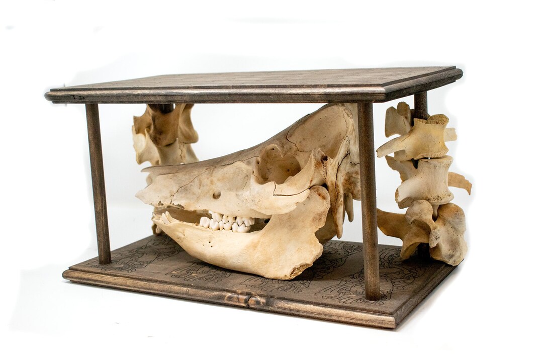 Skull Display With Pig Skull - Etsy