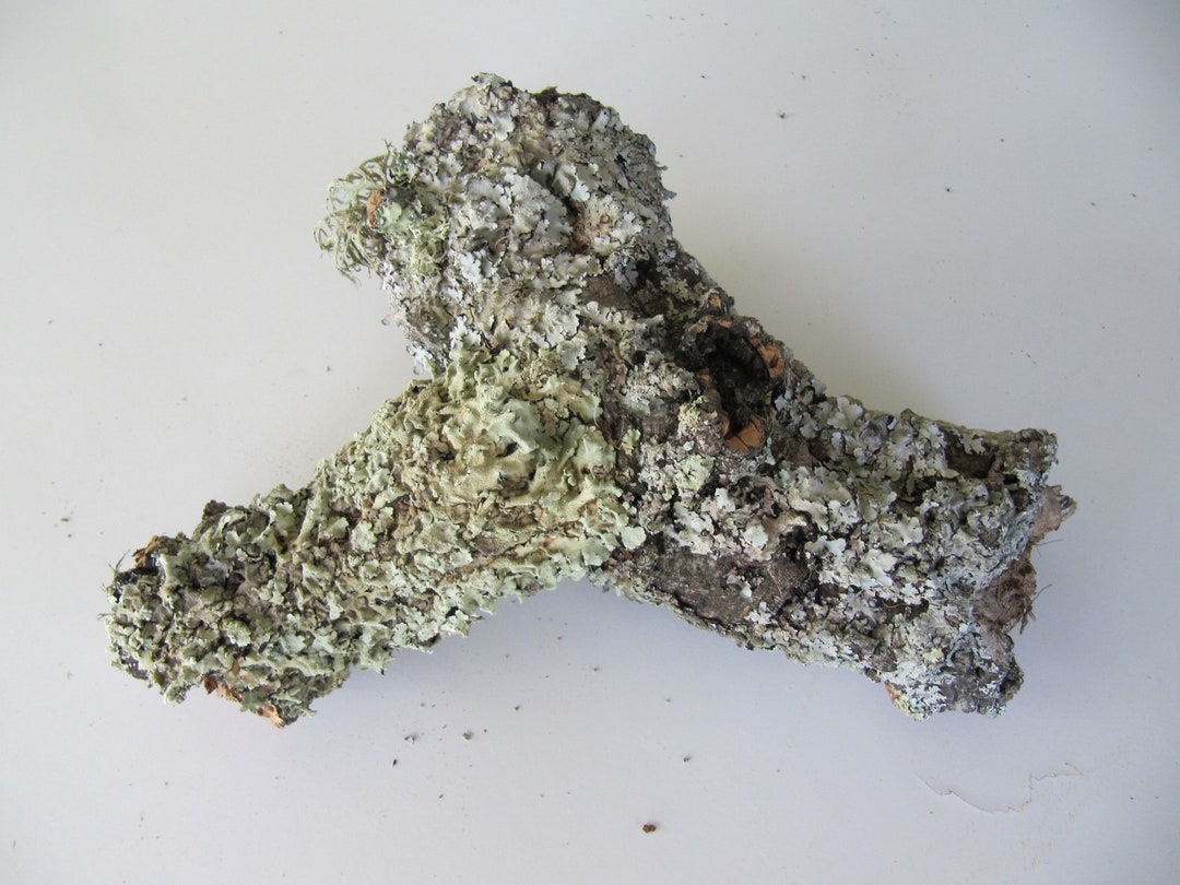 Lichen Cork Wood Log Covered With Lichen, Woodland Materials, Dry Art ...