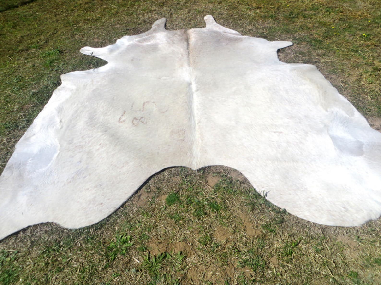 Light Beige WHITE Large New Cowhide Rug Natural Hair on 7X7 Ft Approx ...