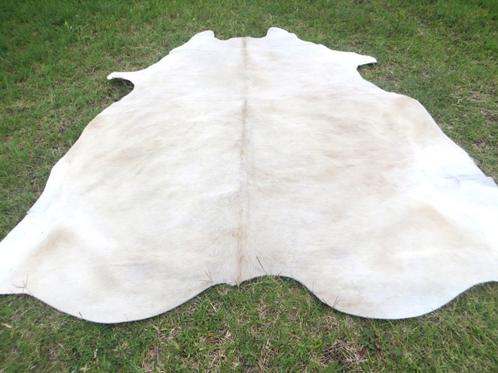 Light Beige WHITE Large New Cowhide Rug Natural Hair on 7X7 Ft Approx ...