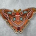 Atlas Moth Free Standing A Finished Embroidery Product Not a Design ...