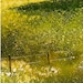 Yellow Field of Flowers Watercolor Print and Original Farm Painting ...