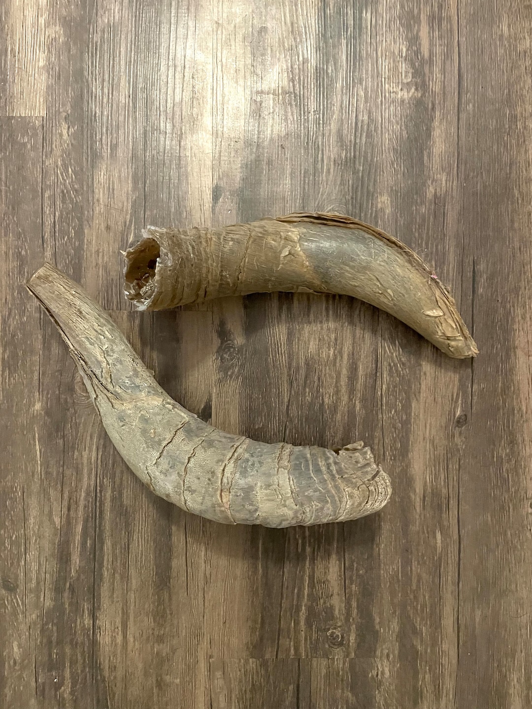 Cattle Horn Set - Etsy
