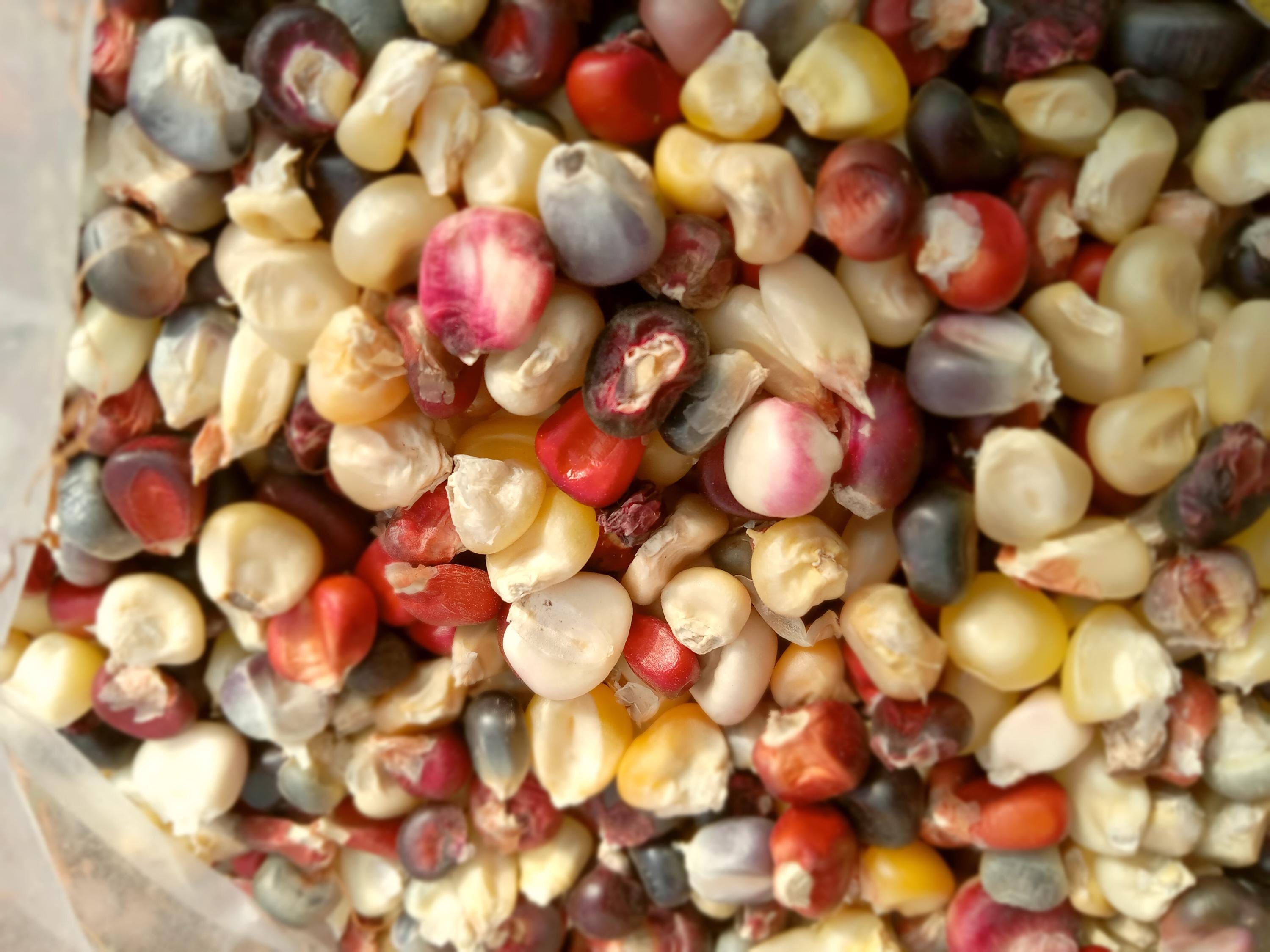 Nitrogen Fixing Corn Seeds -- Flour Corn Breeder's Grex - Etsy