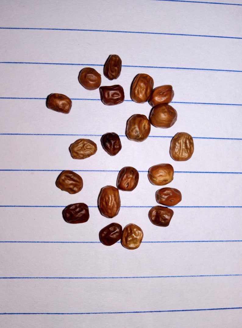 20 Apios Americana Groundnut Seeds - Etsy