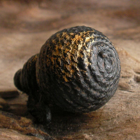 Vintage Old Calabash or Nam Tao Thai Amulet Pendant Anti Fire & Black ...