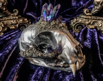 Bobcat Skull Crystallized Skull Taxidermy Animal Bones | Etsy