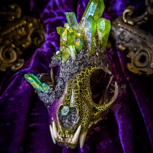 Bobcat Skull Crystallized Skull Animal Skull Taxidermy Real Animal ...