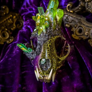 Bobcat Skull Crystallized Skull Animal Skull Taxidermy Real Animal ...