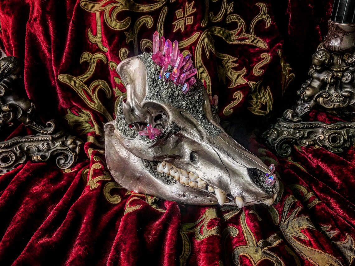 Hog Skull Crystallized Skull Animal Skull Taxidermy - Etsy