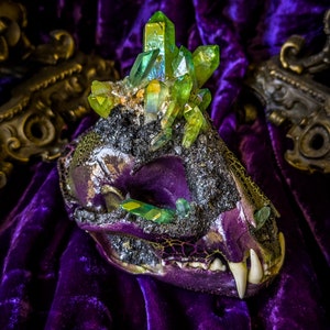 Bobcat Skull Crystallized Skull Animal Skull Taxidermy Real Animal ...