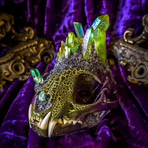 Bobcat Skull Crystallized Skull Animal Skull Taxidermy Real Animal ...