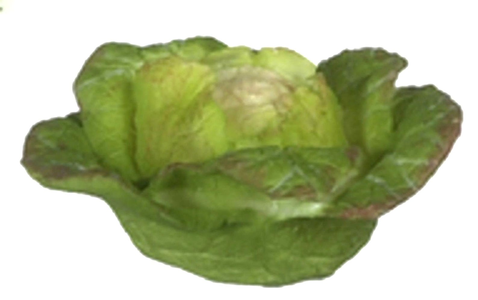 Dollhouse Miniature Realistic Cabbage Plant by Falcon Miniatures - Etsy