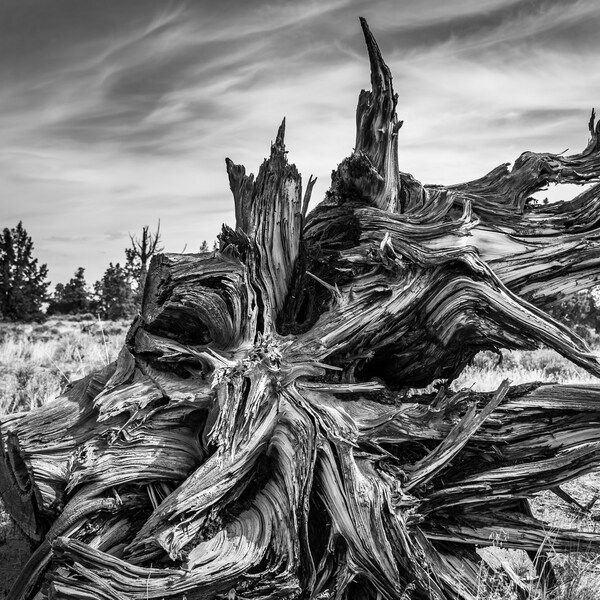 Juniper Tree Art - Etsy