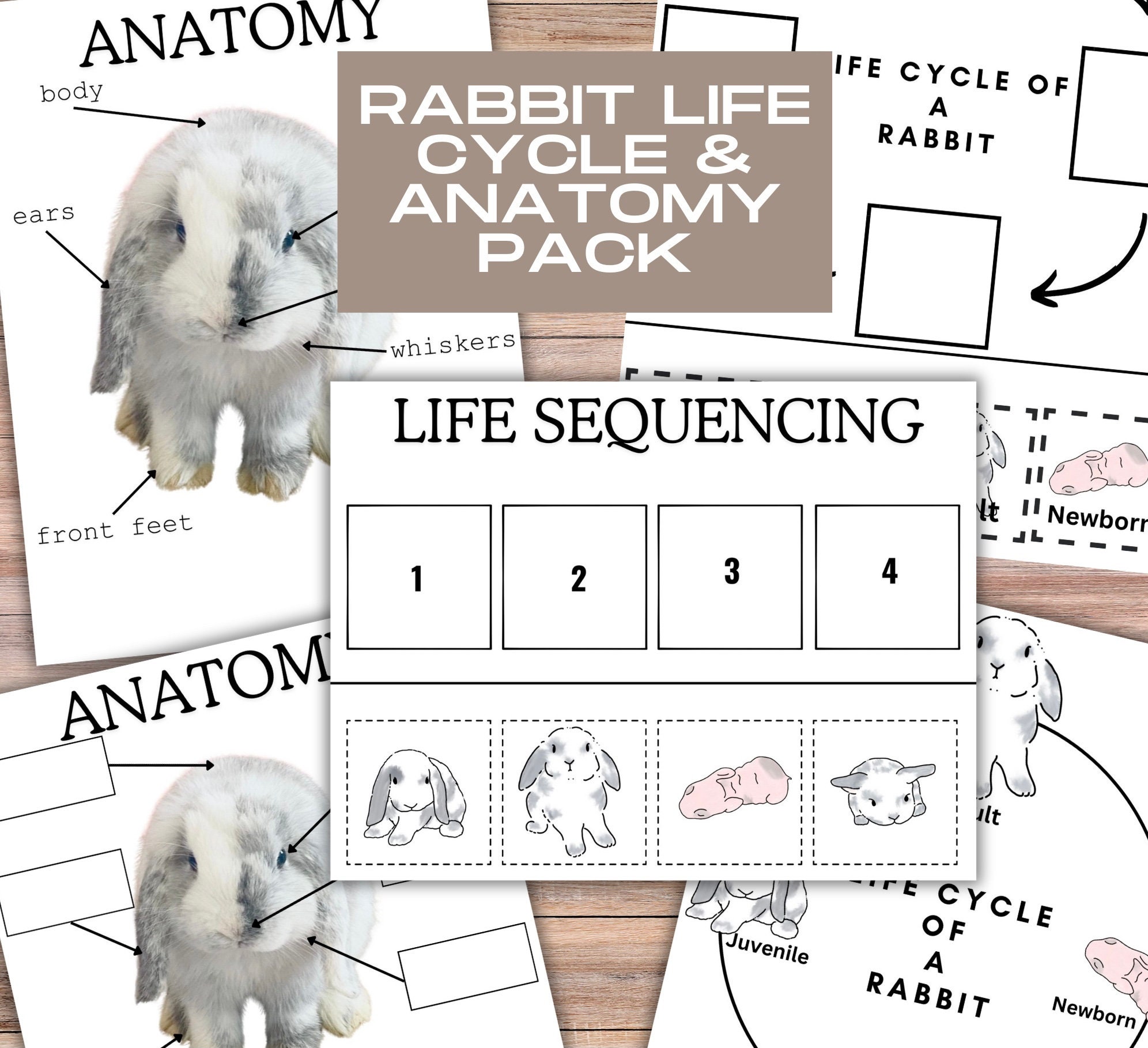 Bunny Unit BUNDLE, Spring Homeschool Unit, Rabbit Activity Bundle ...