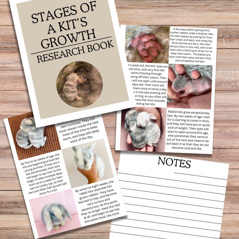 Stages of a Rabbit’s Growth Digital Book, Rabbit Kit Development ...
