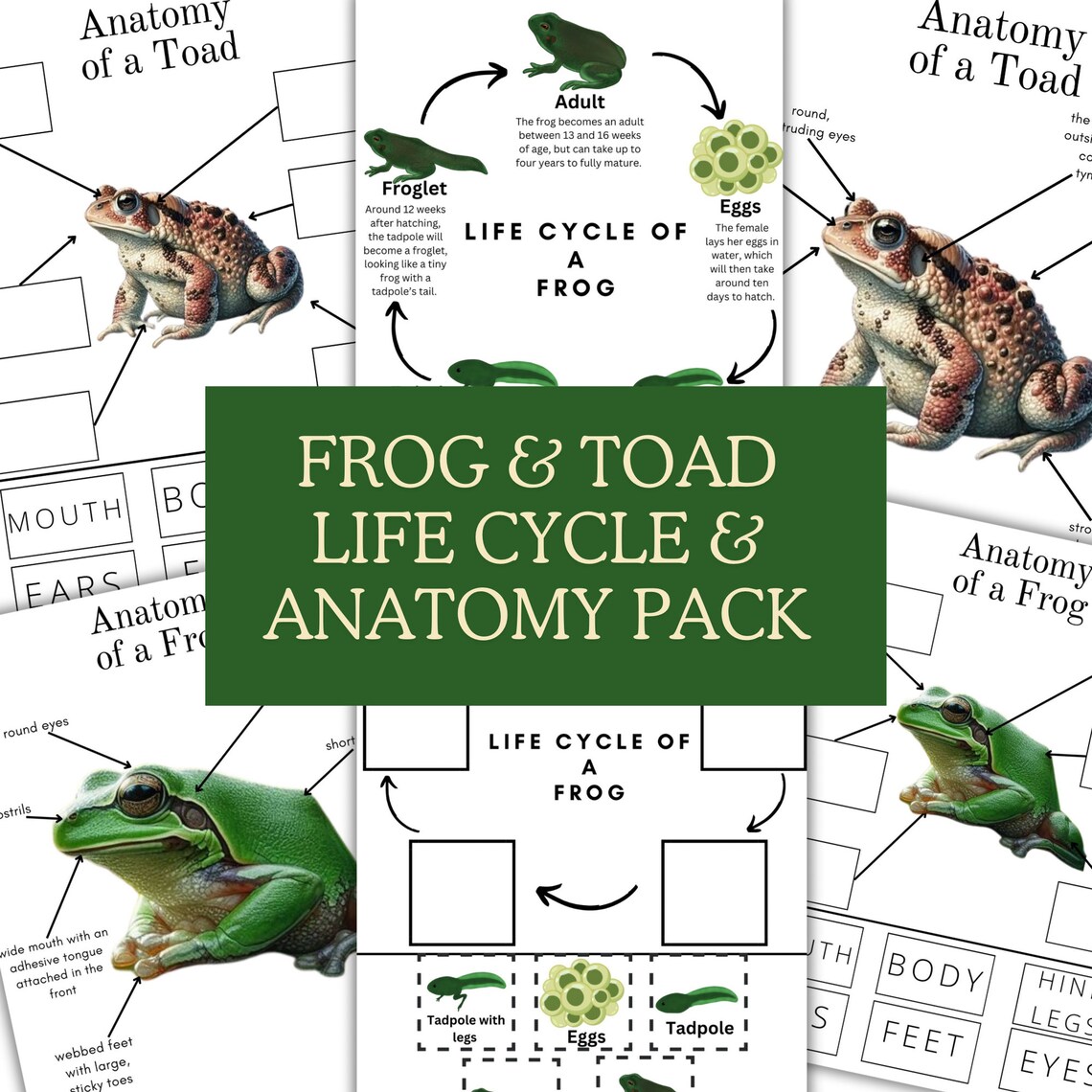 Frog & Toad Life Cycle/ Anatomy Pack - Etsy
