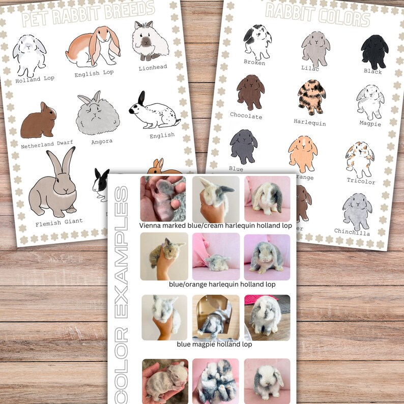 Bunny Unit BUNDLE, Spring Homeschool Unit, Rabbit Activity Bundle ...