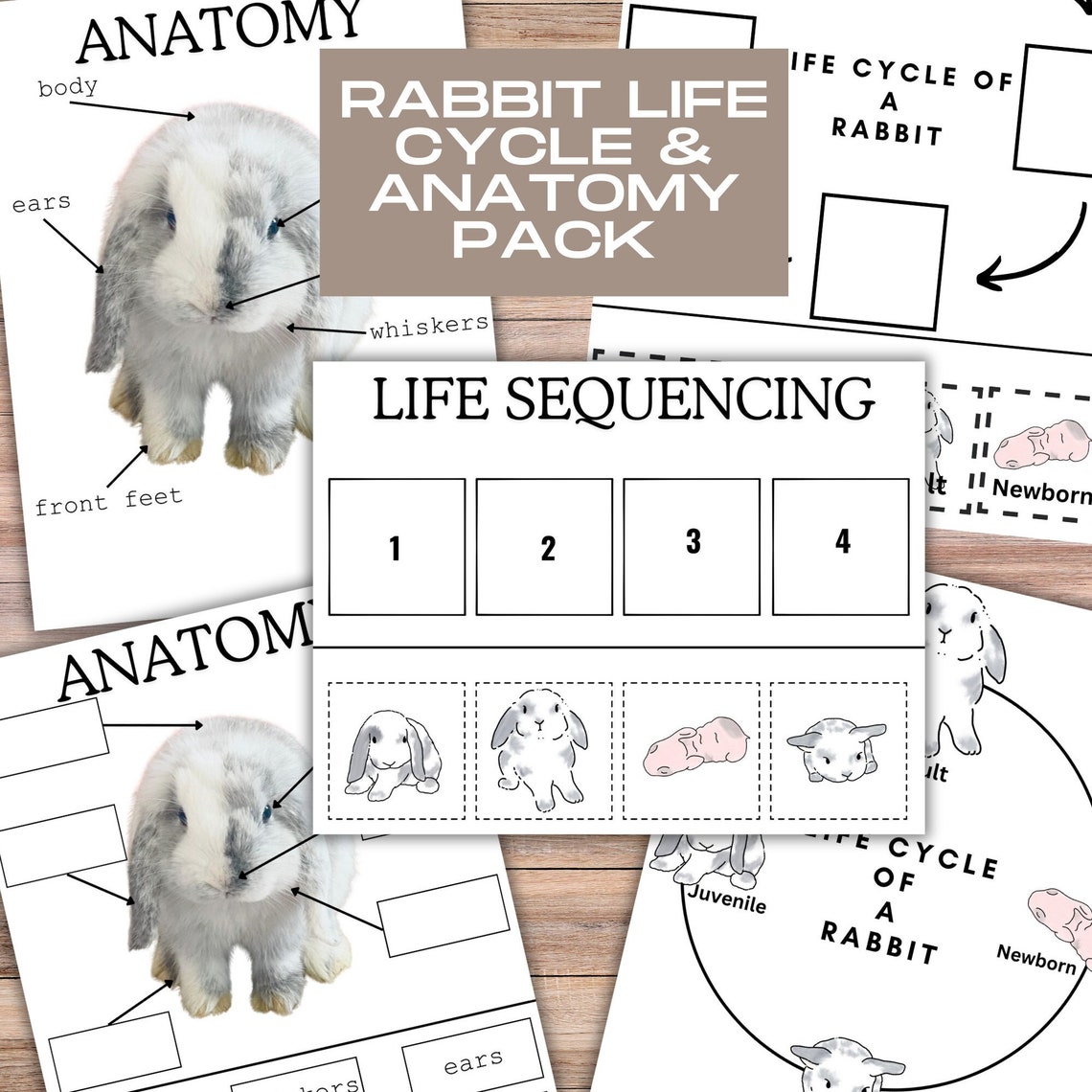 Rabbit Life Cycle & Anatomy Pack, Bunny Life Cycle - Etsy