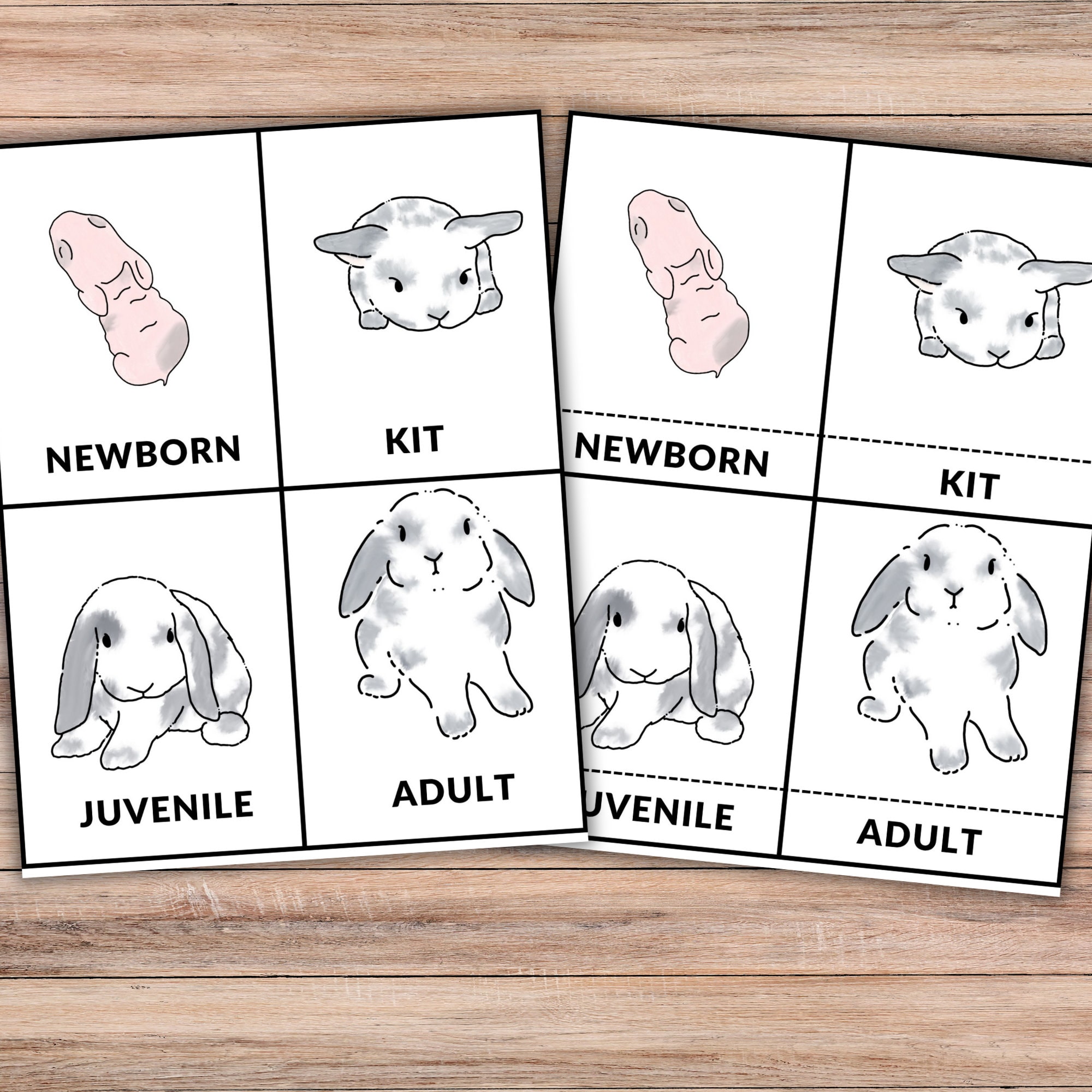 Bunny Unit BUNDLE, Spring Homeschool Unit, Rabbit Activity Bundle ...