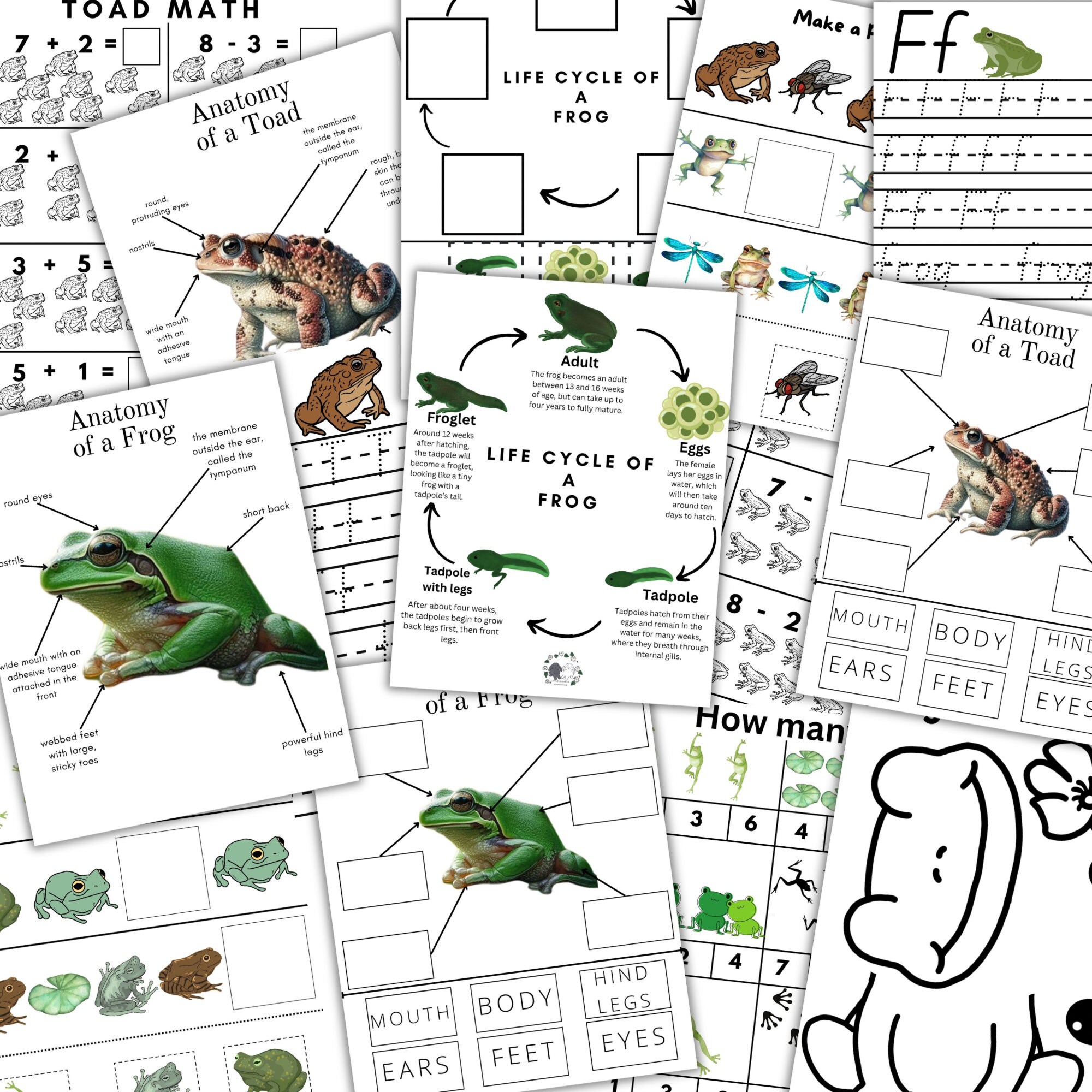 Frog & Toad Mini Unit - Etsy