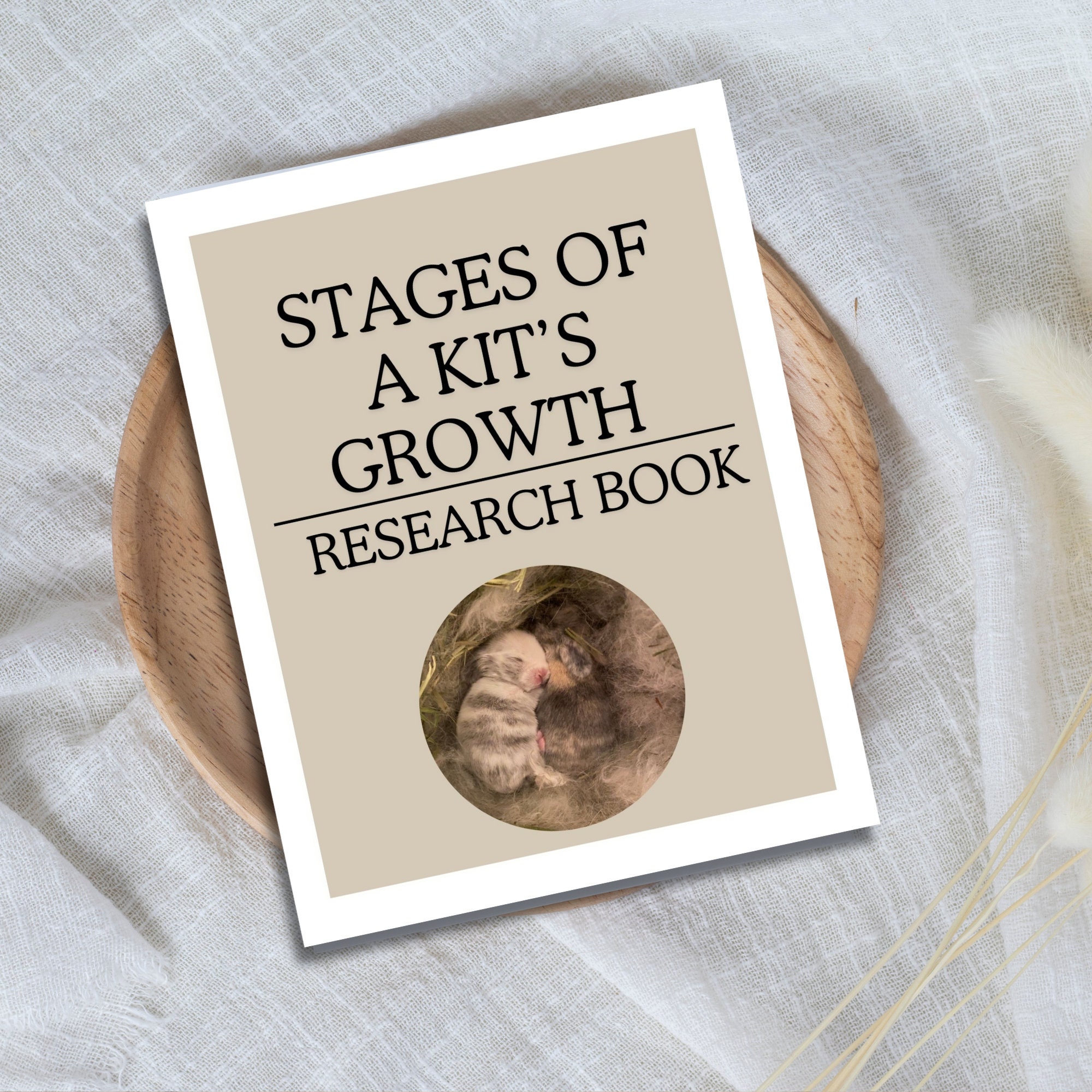Stages of a Rabbit’s Growth Digital Book, Rabbit Kit Development ...