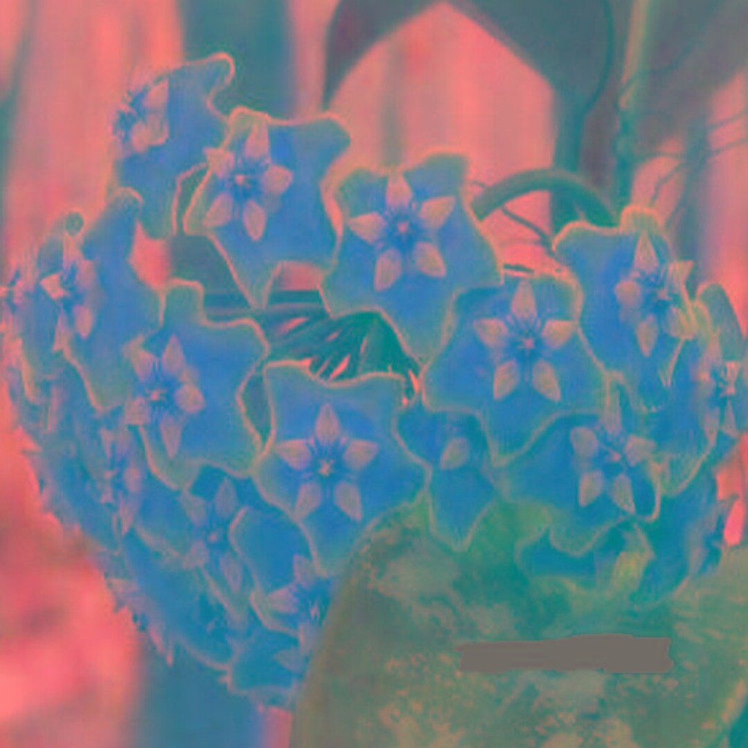 Hoya Pubicalyx Splash in Moss A490(2279248) - Etsy