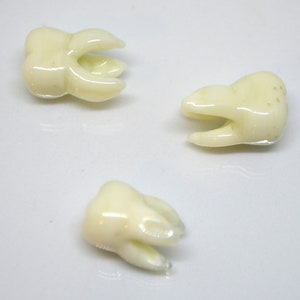 Glass Root Tooth Beads Molar Beads Dentist Gift Prank Teeth | Etsy