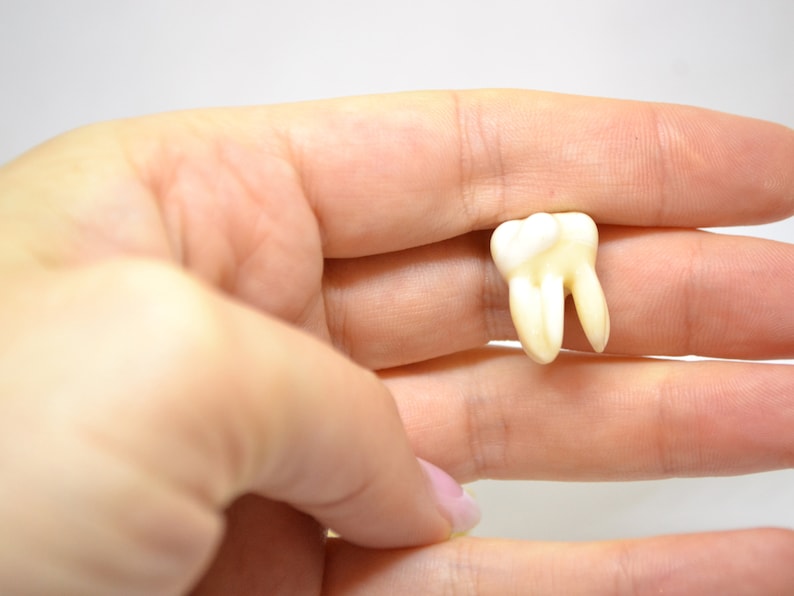 Glass Root Tooth Beads Molar Beads Dentist Gift Prank Teeth - Etsy