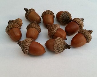 Large acorns | Etsy