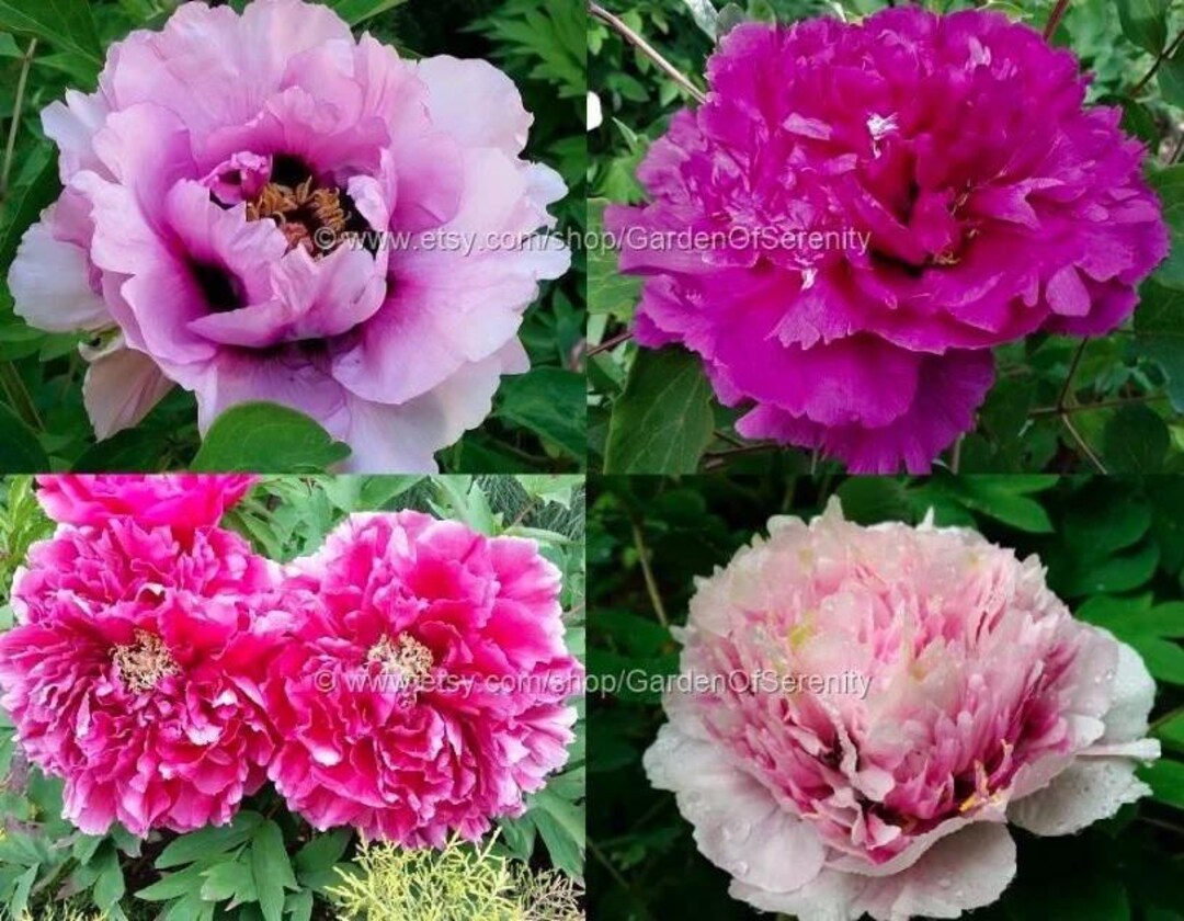 20 MIXED Tree Peony SEEDS ~ Paeonia Suffruticosa ~ Fall 2024 Crop - Etsy