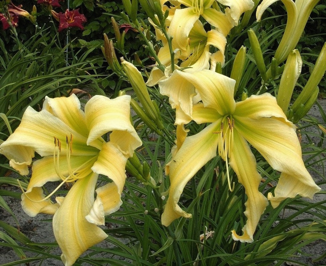 3 Plants ~ Fragrant Daylily Heavenly Flight of Angels (hemerocallis) - Etsy