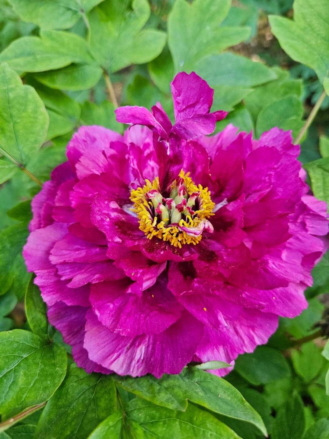 Tree Peony Sunset (luo Yang Hong) Peony Plant Root - Etsy
