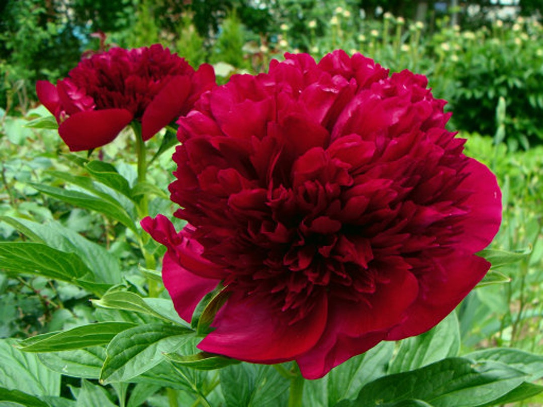 Peony Red Charm (large 2-3 Eyes Bare Root) Peony Root Tuber - Etsy