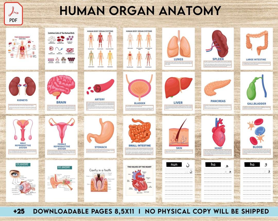 Human Organ Anatomy Activity Book PDF File 8.5x11 Inch for Kids Aged 2 ...