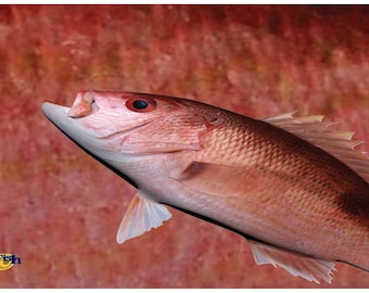Red snapper | Etsy