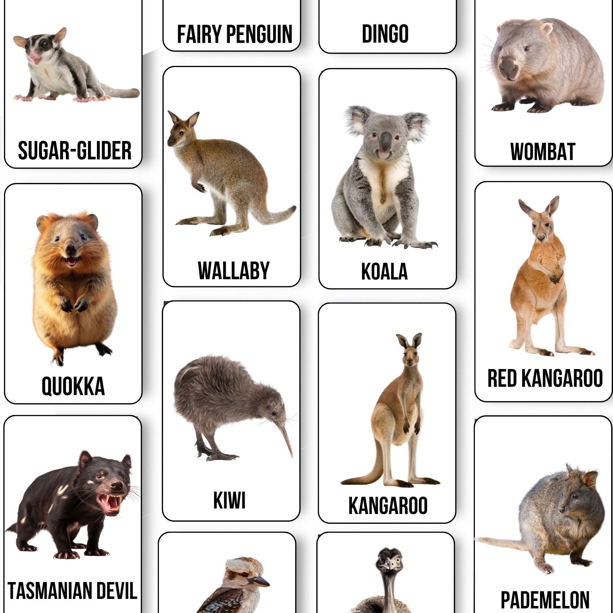 Australian Animal Printable Flashcards Preschool Language Learning ...